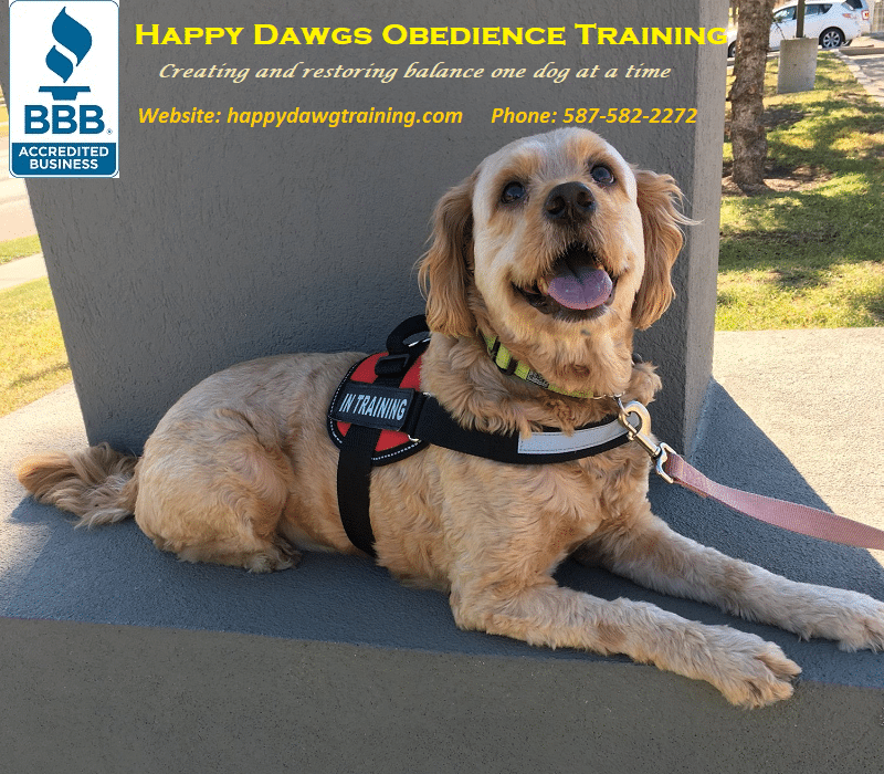 Keep It Simple – Happy Dawgs Obedience Training